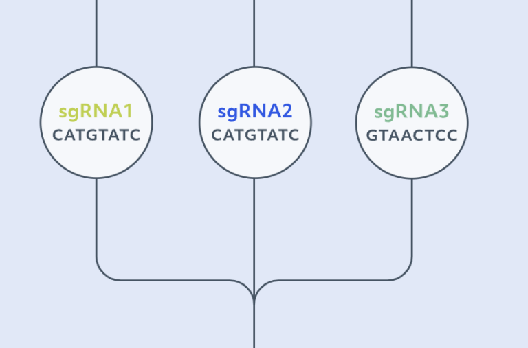 Skyang Bio – Cloning service