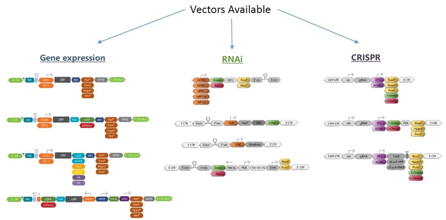 Cloning Vectors – Skyang Bio