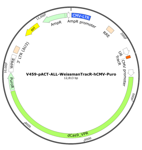 Human Genome-Wide CRISPRa sgRNA Library - Skyang Bio